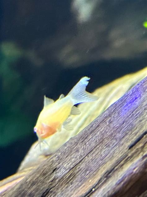 Cory W Fuzz On Tail Diseases Aquarium Co Op Forum