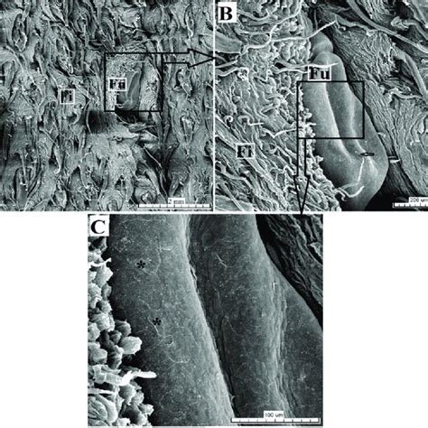 Histomicrograph Of The Funorm Papilla Of The Tongue Of The Female Of Download Scientific
