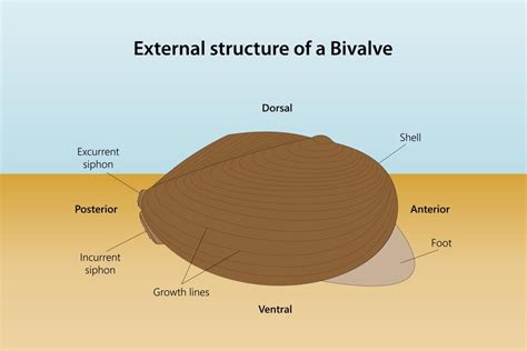Premium Vector External Structure Of A Bivalve