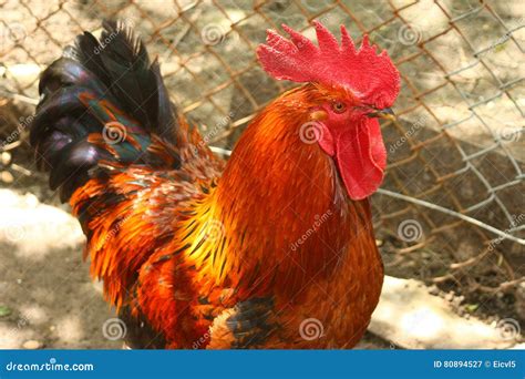 Red Cock Grown In A Bio Farm Stock Image Image Of Avian Female