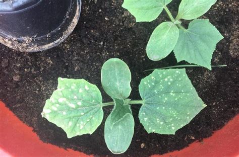 What Causes White Leaves On Plants Causes And Solutions