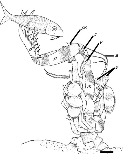 Mantis Shrimp Drawing At Explore Collection Of
