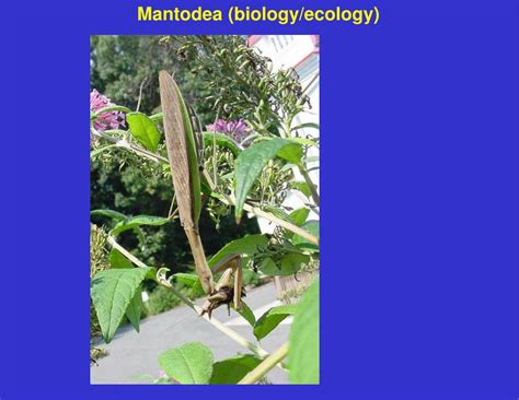 Ppt Order Mantodea Powerpoint Presentation Free Download Id4529179
