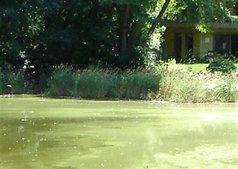 Planktonic Algae Lake Restoration