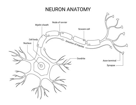 Premium Vector Diagram Of Neuron Anatomy Medical Design With Line Style