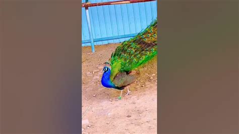 Beautiful Amazing Peacocks Youtube Beautiful Amazing Peacocks Youtube