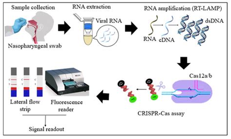Diagnostics Free Full Text Rt Lamp Crispr Cas12 13 Based Sars Cov 2