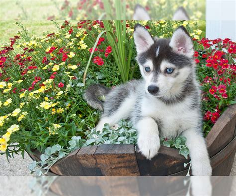 Pomsky Puppies For Sale In Usa