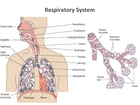 Nursing Oxygenation Ppt