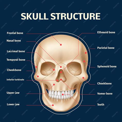 Premium Vector Human Skull Anatomy Realistic Head And Face Bones