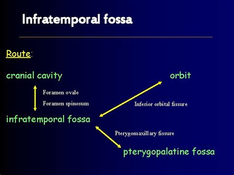 Temporal Fossa Infratemporal Fossa Muscles Of Mastication Kritchai