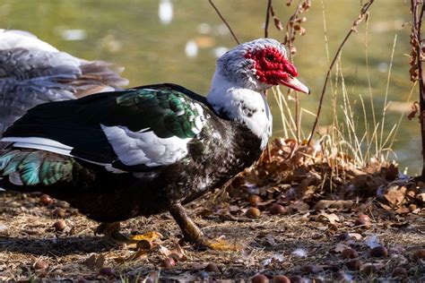 Muscovy Duck Cairina Moschata Diet Habitat And Behaviour
