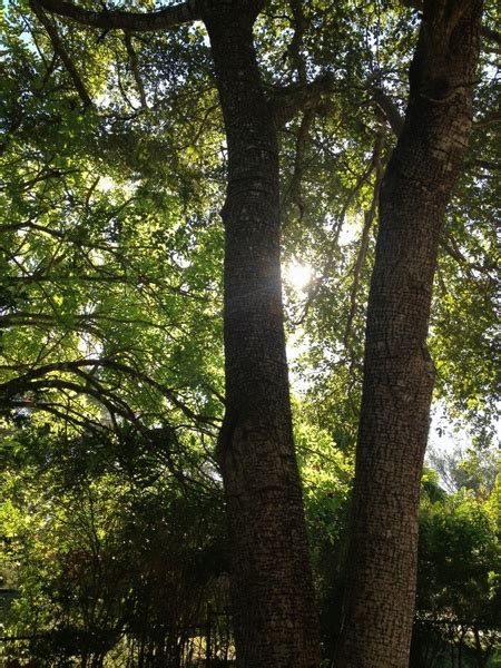 Sun Sky And Grass Photos Free Download
