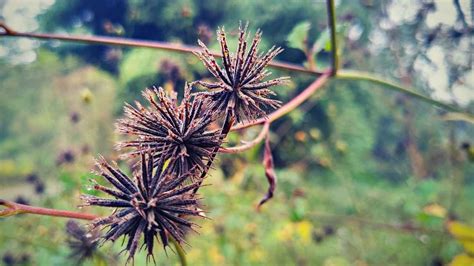 9 Common Weeds With Burrs Natures Hitchhikers September 2023 Just Pure Gardening