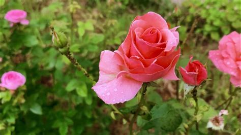 قصیدهٔ شمارهٔ ۷ مواعظ سعدی شعرفارسی سعدی مواعظ Youtube