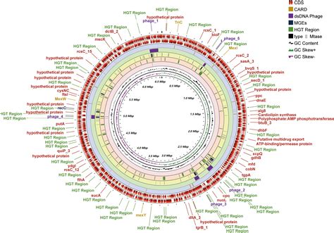 Frontiers Comparative Genomics And Dna Methylation Analysis Of