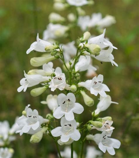 Penstemon Digitalis Lakeview Nurseries