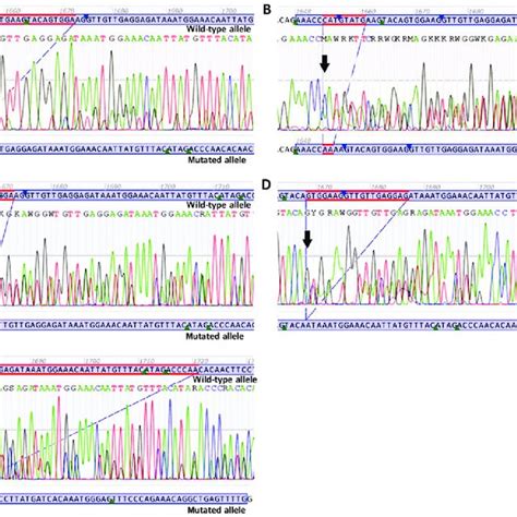 Sanger Sequencing Electropherograms Of Novel Duplications A Novel