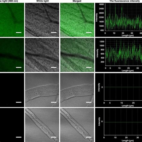 Detection Of Fluorescence Intensity The Fluorescence Intensity Of