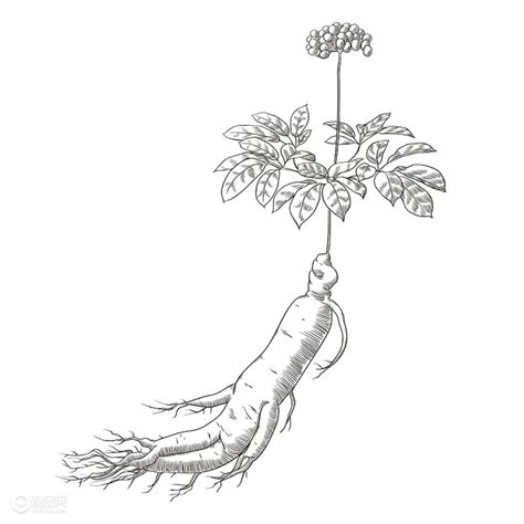 手绘草本植物花卉 植物花卉 插画图形素材 酷图网 花瓣网