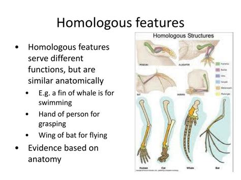 Anatomical Example Of Homologous Structure At Carmela Schatz Blog