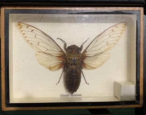 Insect Taxidermy Specimen Frame Hobbies And Toys Memorabilia