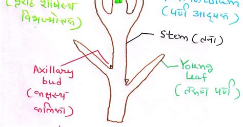Axillary Bud Proliferation Approach Shoot Tip Or Meristem Culture