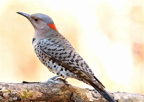 Female Northern Red Shafted Flicker