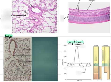 Anatomy 212 Lab Test 4 Histology And Lung Volume Diagram Quizlet