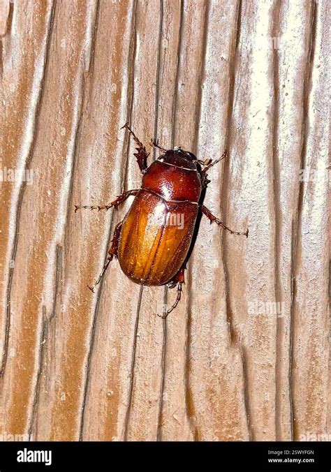 May Beetles Phyllophaga Insecta Nw 18th Ave Gainesville Fl Us