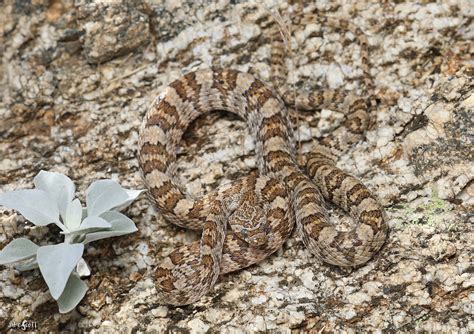 California Lyre Snake Trimorphodon Lyrophanes A Californ Flickr
