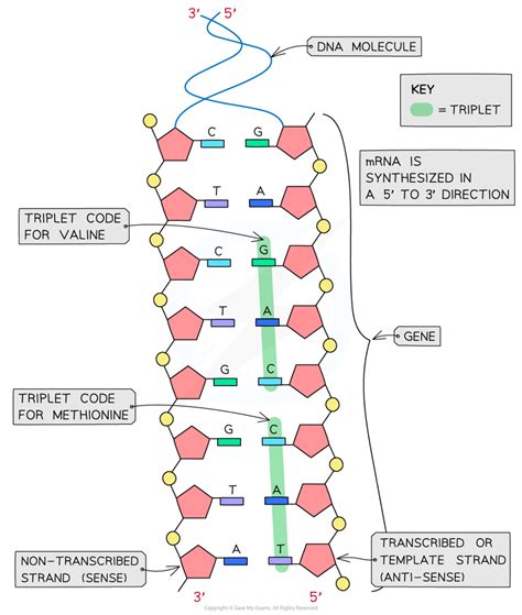 The Genetic Code Ocr As Biology Revision Notes 2016