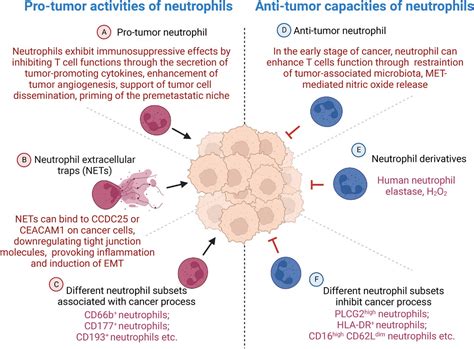 The Double‐edged Role Of Neutrophil Heterogeneity In Inflammatory