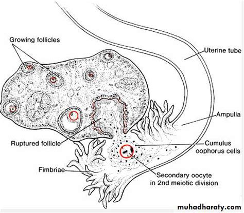 Fertilization Pptx غير معروف Muhadharaty