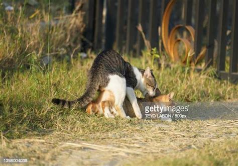 Mating Cats Photos And Premium High Res Pictures Getty Images