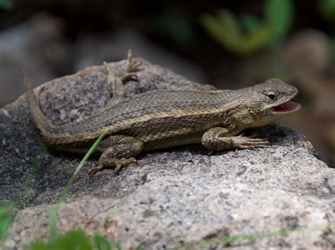 Slevins Bunchgrass Lizard Cave Creek Az July 2022 Flickr