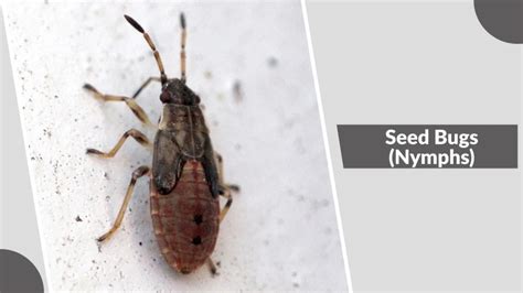 13 Tiny Black Bugs That Jump Like Fleas Id With Pictures