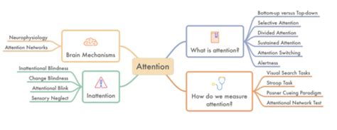 Kaarten Lecture 4 Attention And Executive Function Quizlet