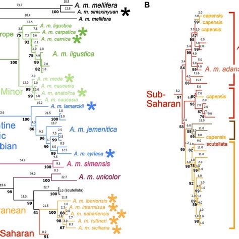 Maximum Parsimony Analysis Of Phylogenetic Relationships Among Mtdna