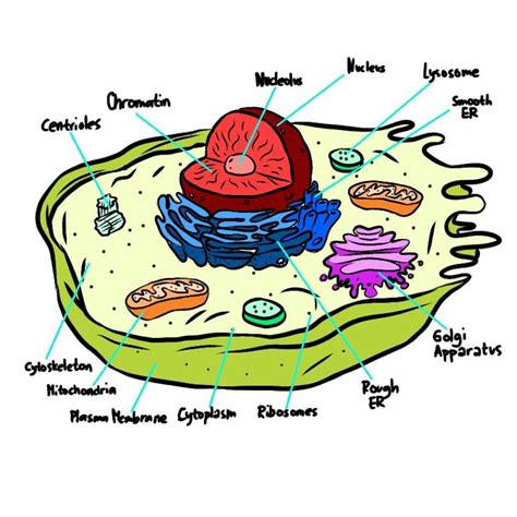 Animal Cell Animal Cell Drawing Plant And Animal Cells Animal Cell