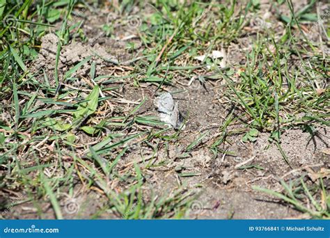 Kleine Motten Stockbild Bild Von Motte Wildnis Schön 93766841