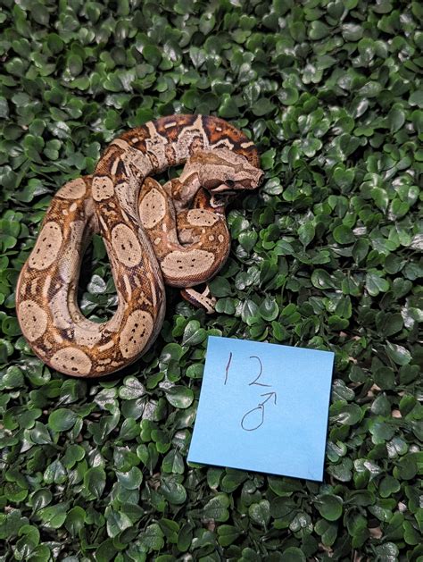 Raptor Het Albino Vpi Boa Constrictor By Misfit Morphs Morphmarket