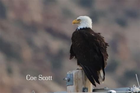 Bald Eagle Album On Imgur