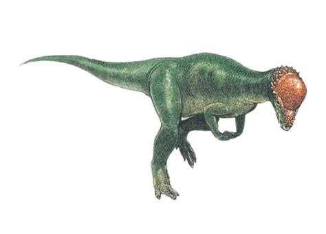 Homalocephale Learn About This Dinosaur Dinosaur Sounds Dinosaur