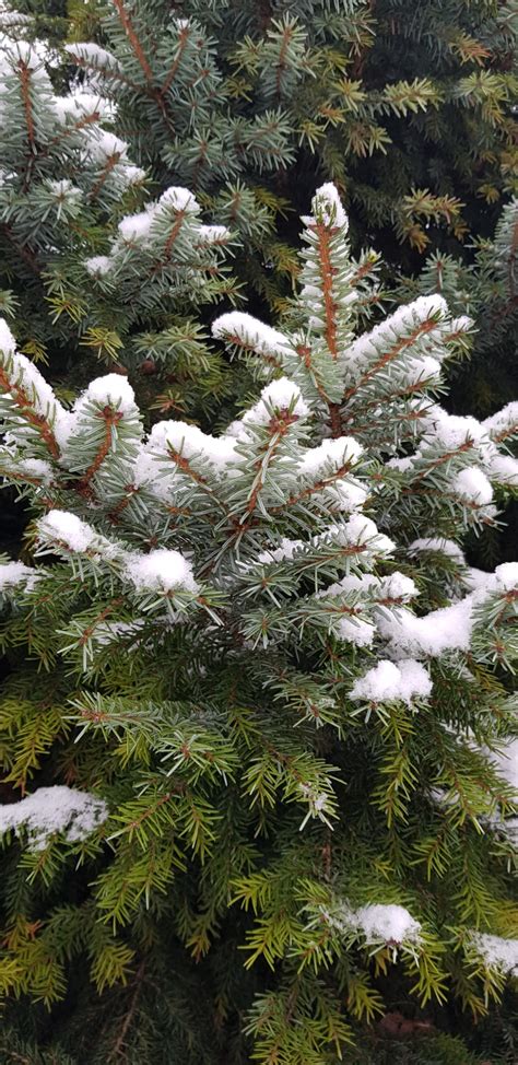 Ziemassvētku Eglītēm Kas Aug Netālajā Mežā Ir Neliela Oglekļa Pēda Zeme Un Valsts