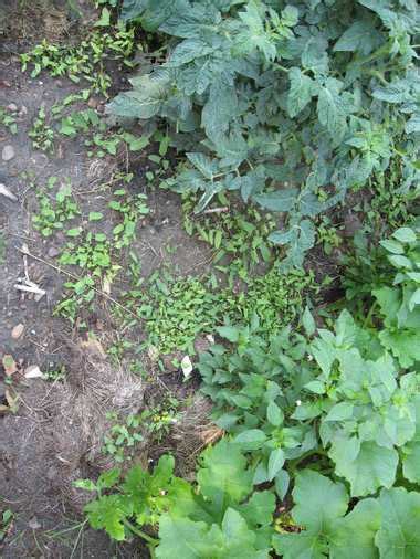 Weed Control The Manic Gardener