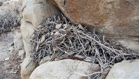 What Does A Pack Rat Nest Look Like At Trina Ramsey Blog