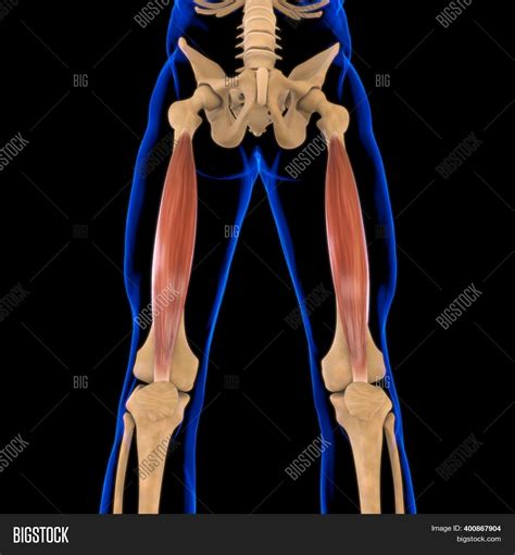 Vastus Intermedius Image And Photo Free Trial Bigstock