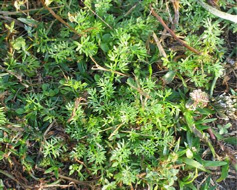 Bindii Amgrow Home Garden