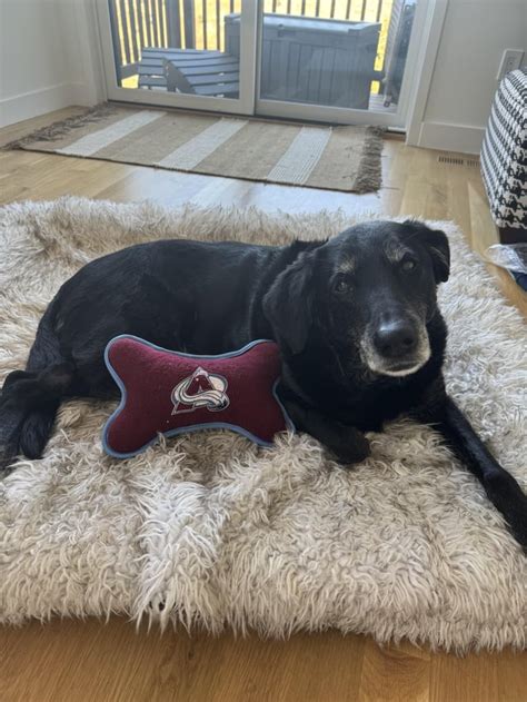 Belle Says Please Beat The Mild Rcoloradoavalanche